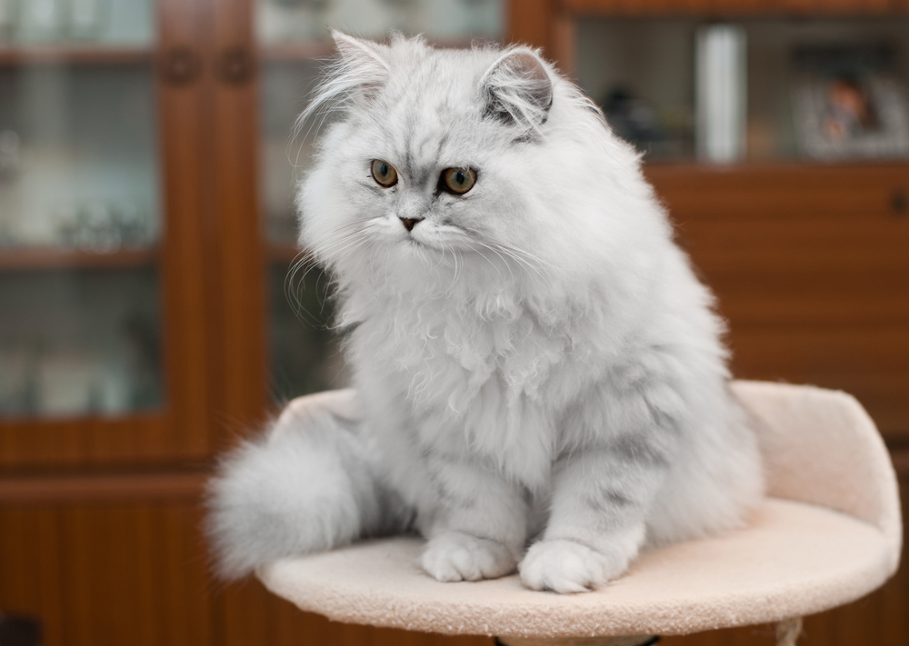 Silver Persian Cat: Info, Pictures, History & More - Catster