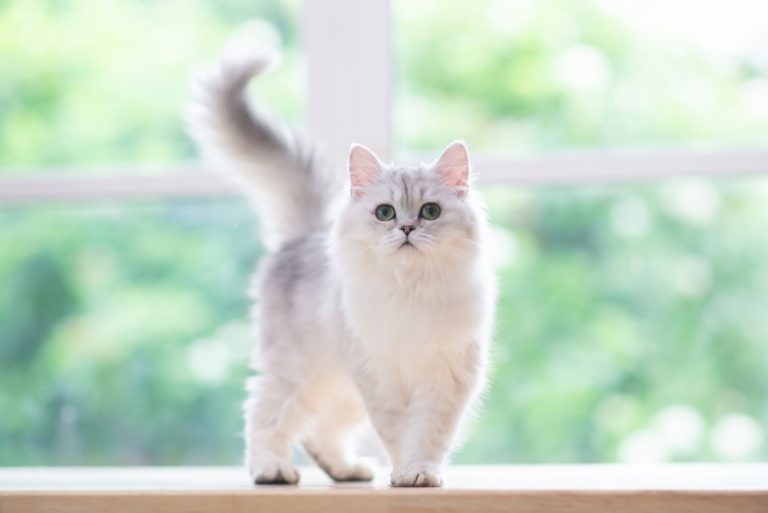 Purebred vs Mixed Breed Cats: Pros, Cons & Which To Choose? (Vet ...