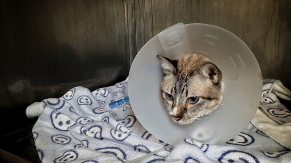How to Tell if a Cat Is Spayed: 4 Vet-Reviewed Signs to Look - Catster