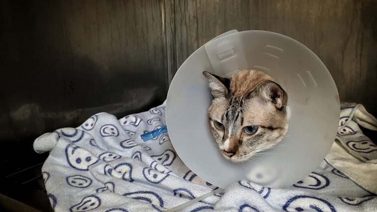 How to Tell if a Cat Is Spayed: 4 Vet-Reviewed Signs to Look - Catster