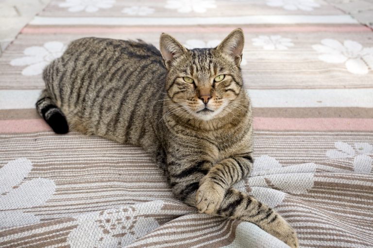 235 Tabby Cat Names for Felines With Swirls, Stripes & Spots - Catster