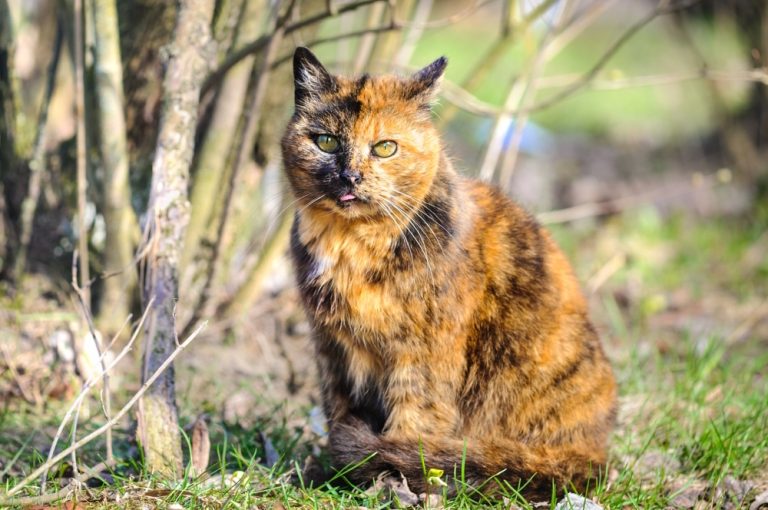 10 Tortoiseshell Cat Breeds (With Info & Pictures) - Catster