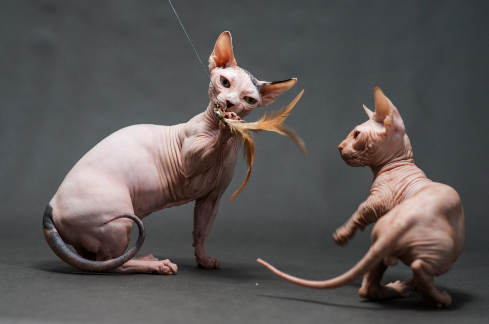 Bambino Cat Breed Info: Pictures, Temperament & Traits - Catster