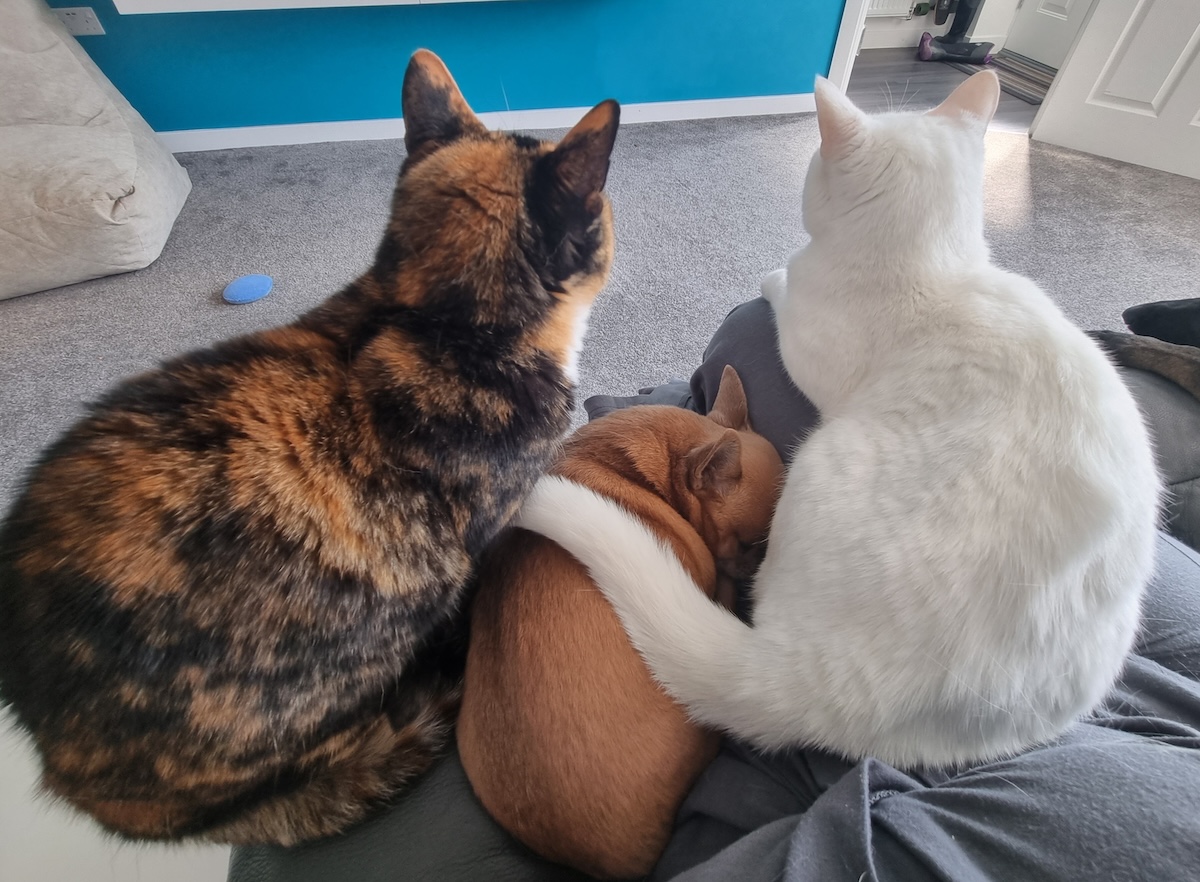 The Great Debate Part One: Why Cats Are Better Than Dogs - Catster