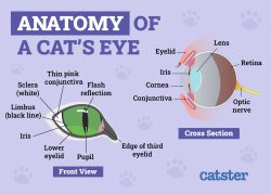 How Big Is a Cat Brain? Vet Explains Feline Anatomy - Catster