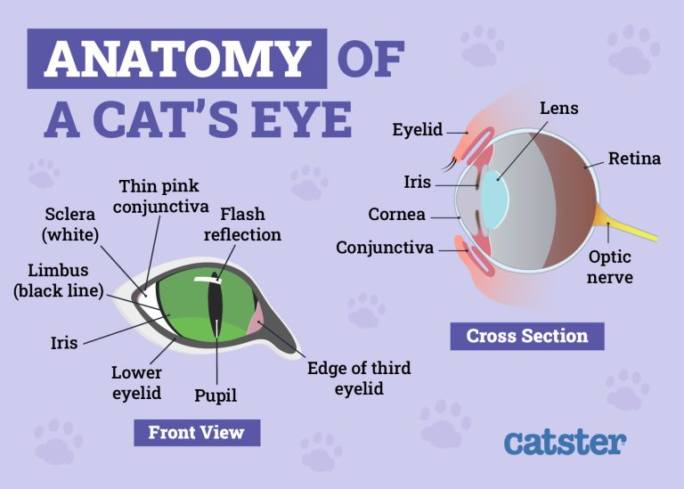 Why Do Cats Have Slit Pupils? Feline Anatomy Explained (Vet-Verified ...