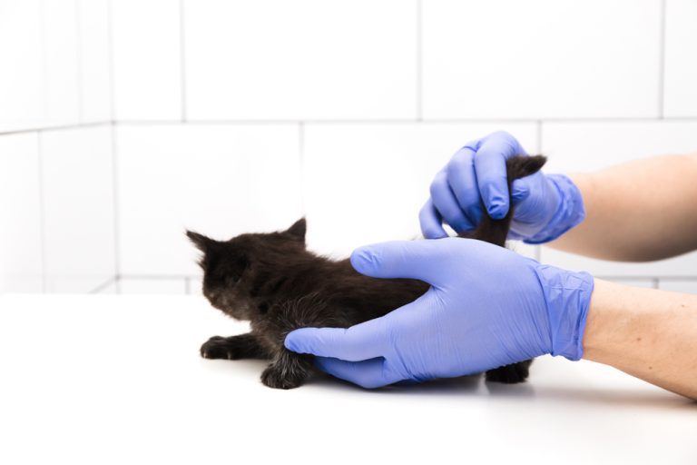Why Is My Cat's Butt Bleeding? Our Vet Explains Causes & Treatments ...