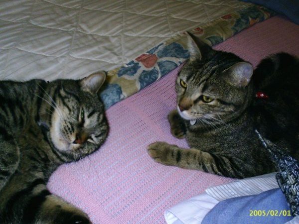 How to Stop Your Cat Peeing in the House (Without Moving Across the ...