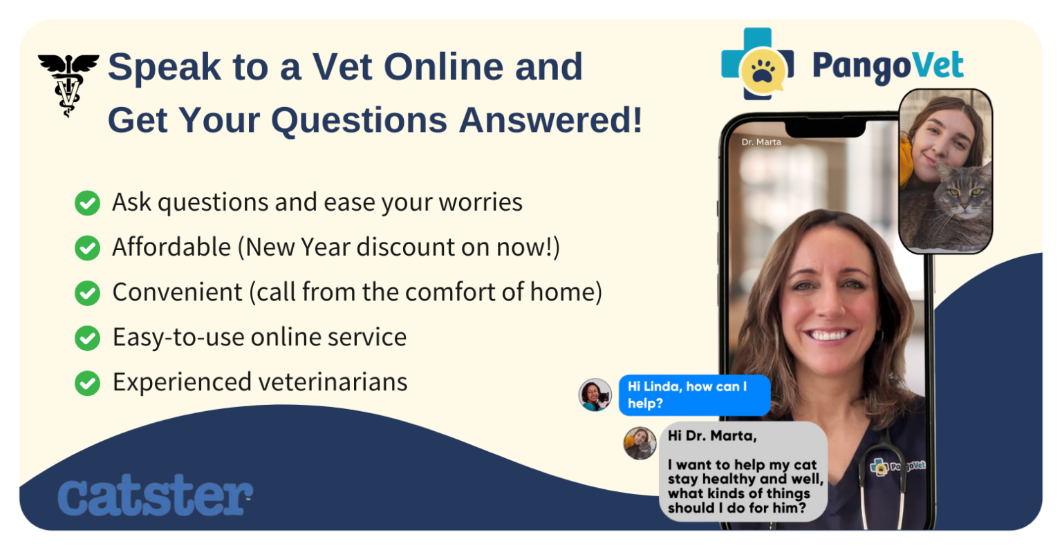 Can Cats Eat Turkey? Vet-Reviewed Nutrition Facts & FAQ - Catster