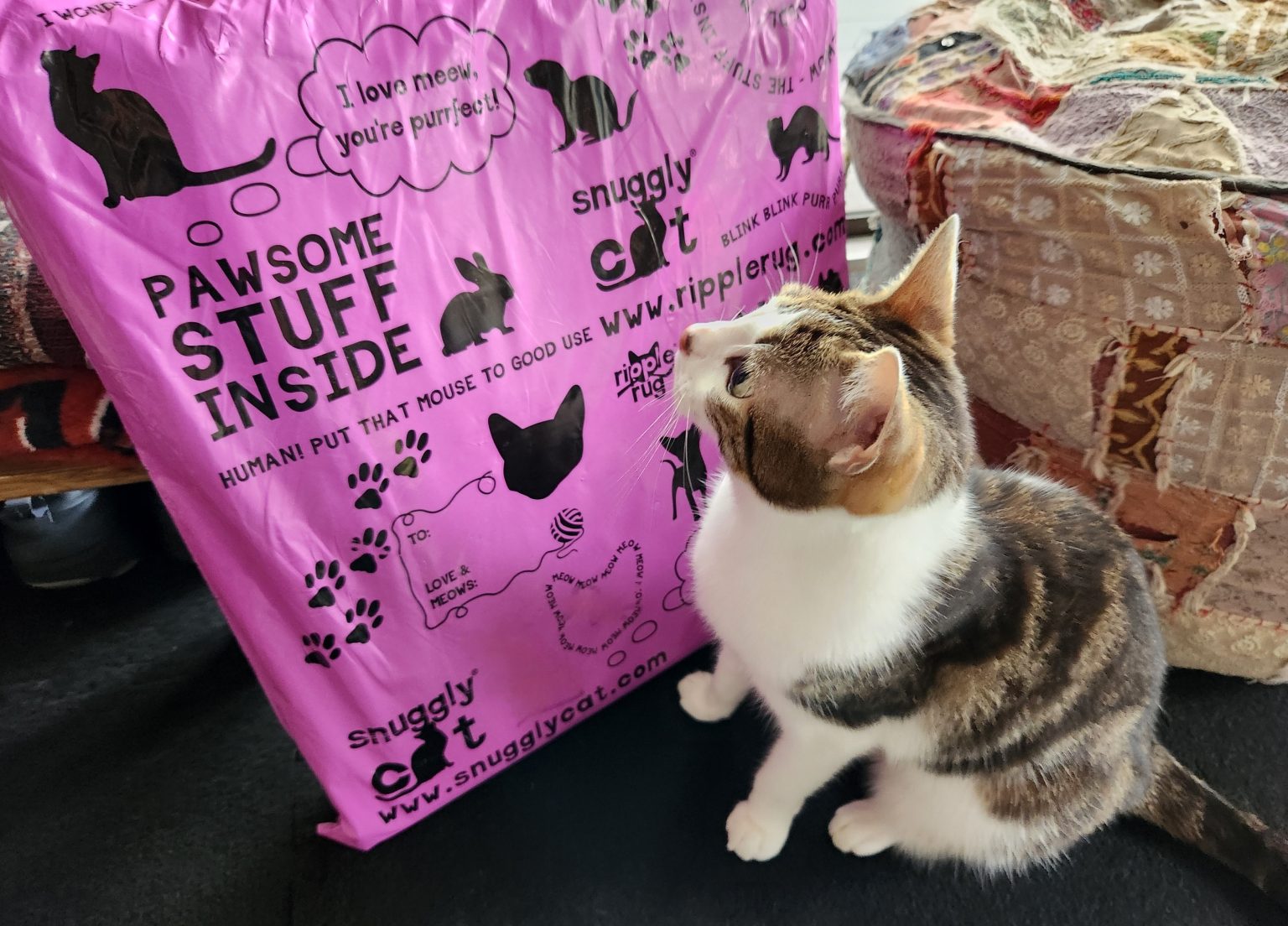Ripple Rug for Cats Review 2025: A Detailed Look - Catster