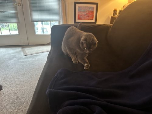 Cat Hoarding: How It Starts - Catster