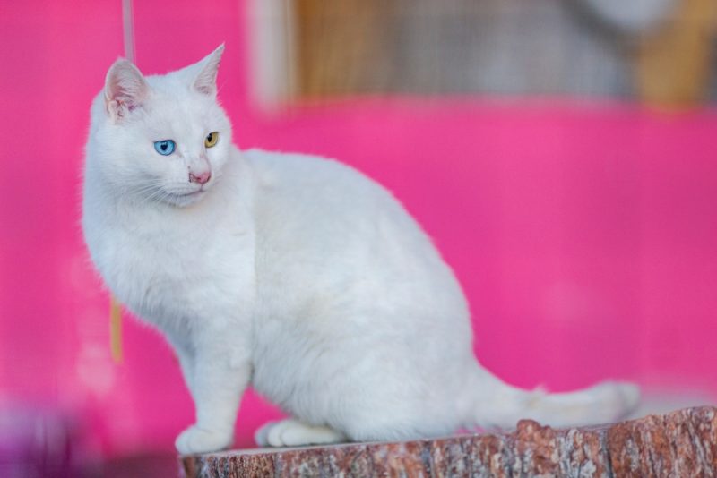 Turkish Vankedisi: Info, Pictures, Care & Traits - Catster