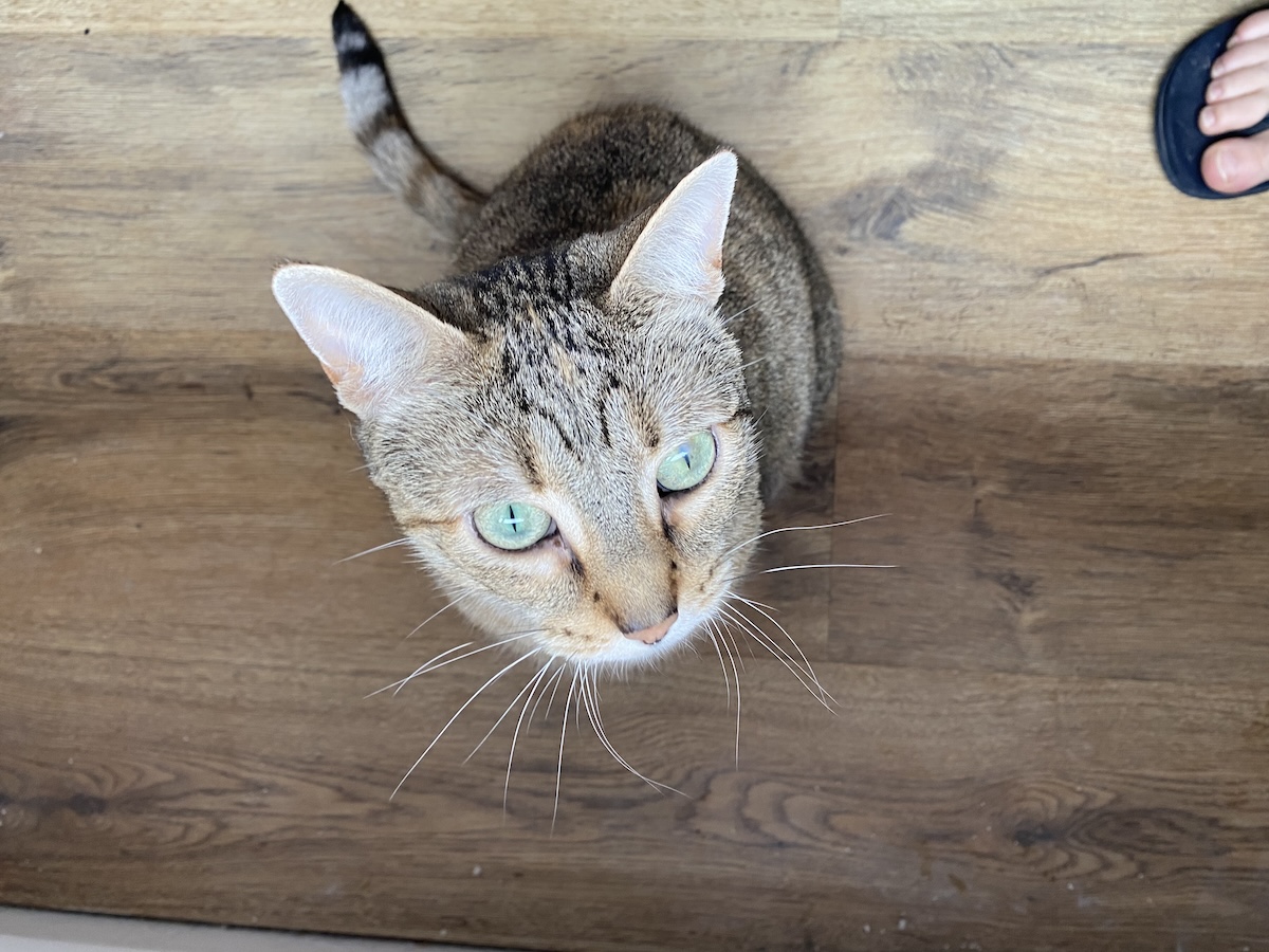 Carpet Sharks & Their Shark Bites: Biting Cats - Catster