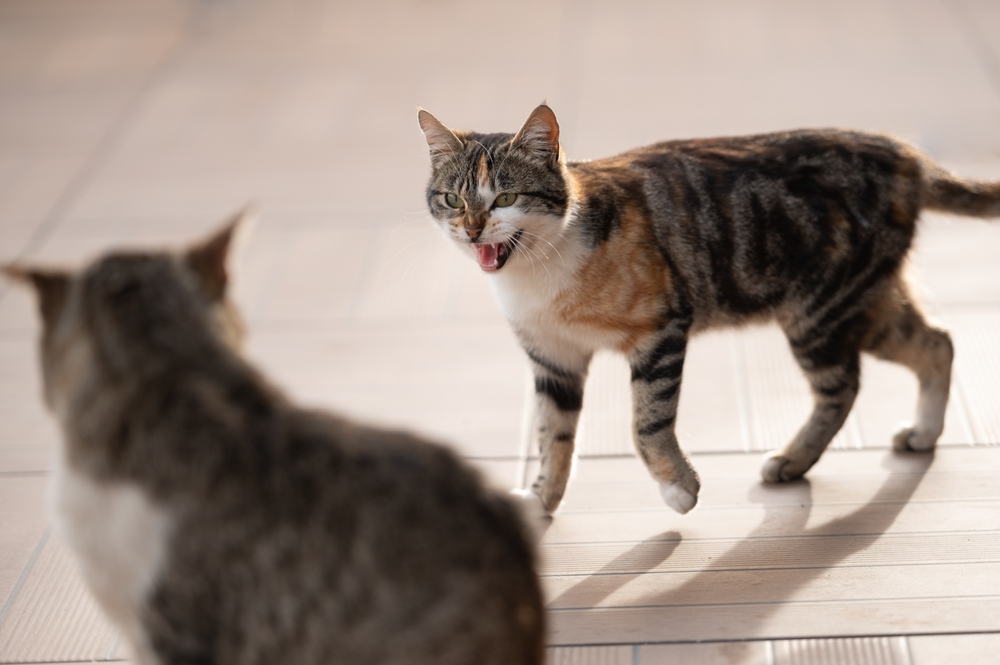 How Much Hissing Is Normal When Introducing Cats? What to Tolerate ...
