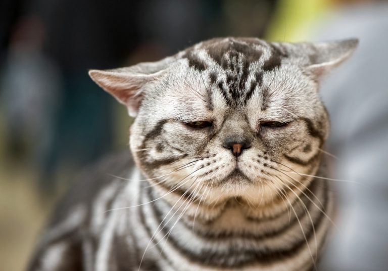 How to Tell if Your Cat Is Depressed: 9 Vet-Reviewed Signs to Look For ...