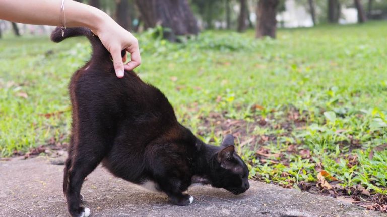 Why Do Cats Show You Their Butt? 6 Vet-Reviewed Reasons - Catster