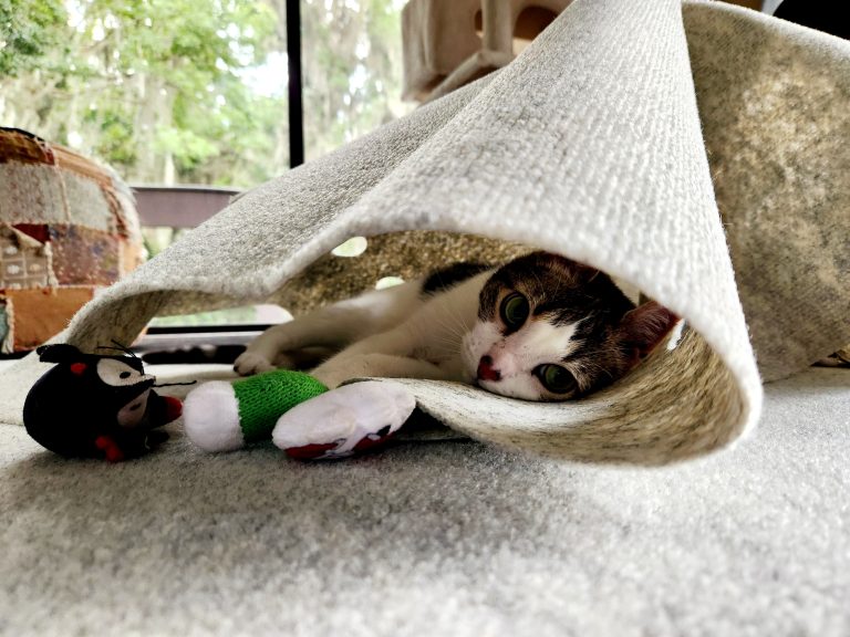 Ripple Rug for Cats Review 2025: A Detailed Look - Catster