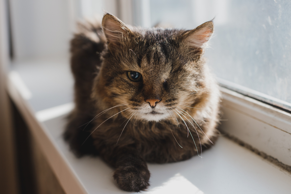 Cat Eye Tumors & Cancer: Our Vet Explains the Causes, Signs & Care ...