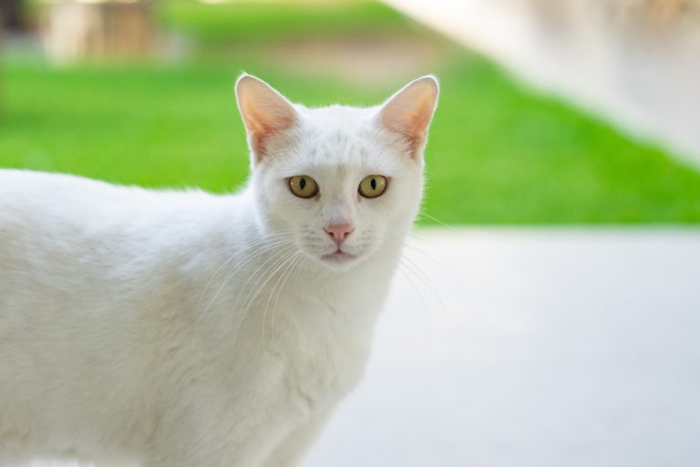 14 Rarest Cat Breeds in the World (With Info & Pictures) - Catster