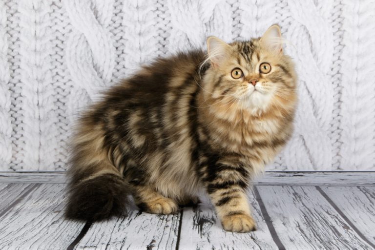 250 Korean Cat Names: Ideas for Trendy Felines (With Meanings) - Catster