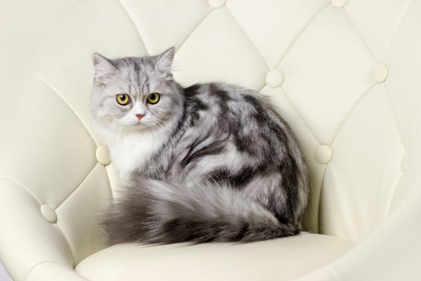 Scottish Straight Longhair: Info, Pictures, Care, & Traits - Catster