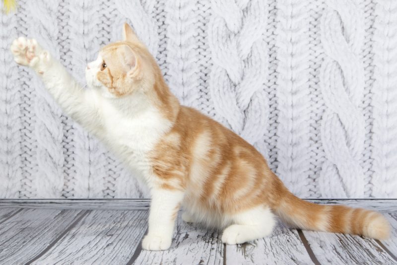 2-Month-Old Kitten: What to Expect & How to Care For Them - Catster