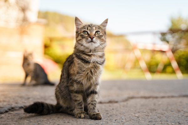 Why Are Cats Called Pussycats? A Brief History of the Term - Catster