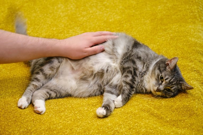 Why Is My Cat's Butt Bleeding? Our Vet Explains Causes & Treatments ...