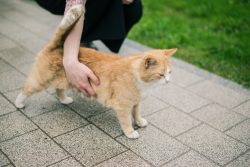Why Do Cats Show You Their Butt? 6 Vet-Reviewed Reasons - Catster