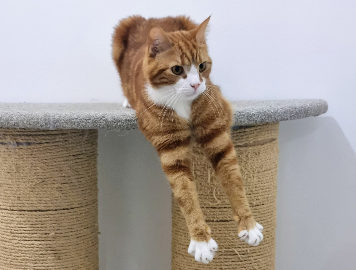 Alex and the Somersault of Happiness - Cat World News