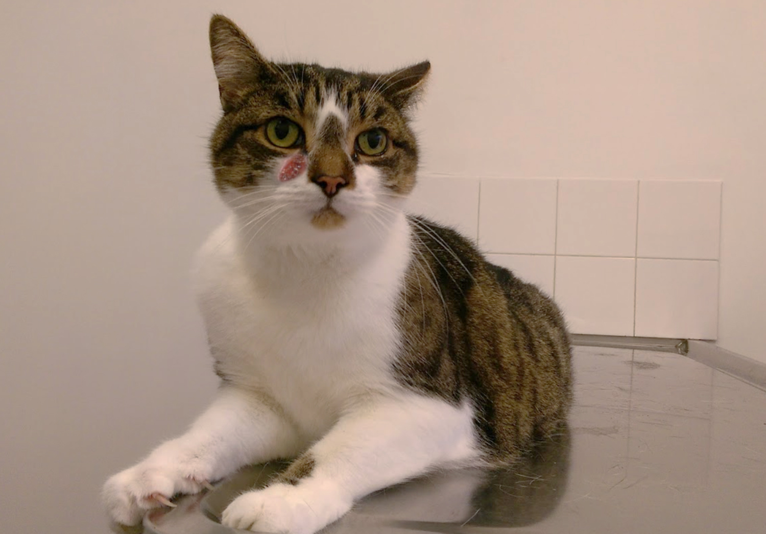 Do Cats Get Headaches Our Vet Explains Facts Info Catster Do Cats Get Headaches Our Vet Explains Facts Info Catster