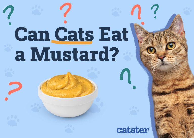 Can Cats Eat Sausage? Vet-Reviewed Nutritional Facts & FAQ - Catster