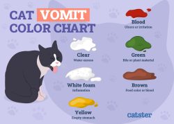 Cat Vomit Color Chart: Vet Approved Meaning of Different Colors - Catster