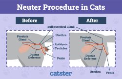 How Does a Cat Neutering Procedure Work? Vet-Reviewed Facts & Care Tips ...
