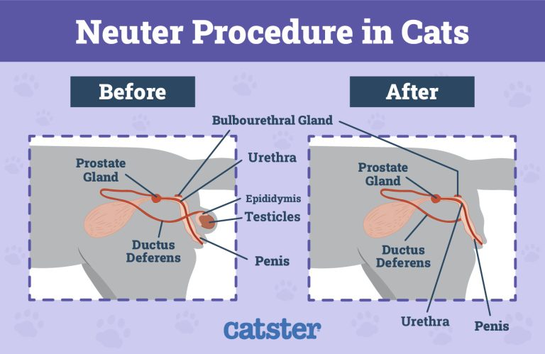 Do Neutered Cats Still Mate? Vet-Approved Facts - Catster