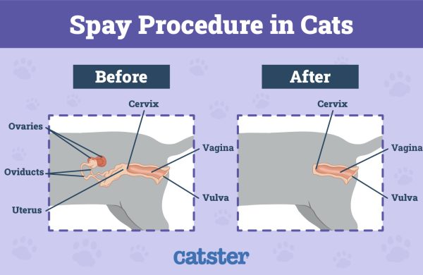 How Do Vets Spay Cats? Our Vet Discusses the Typical Procedure - Catster