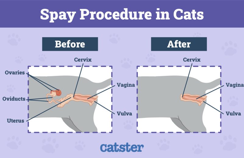 How Do Vets Spay Cats? Our Vet Discusses the Typical Procedure - Catster