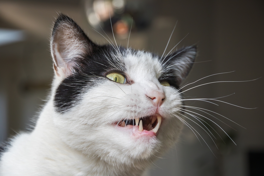 Why Do Cats Open Their Mouth When They Smell? Reasons Explained (Vet ...