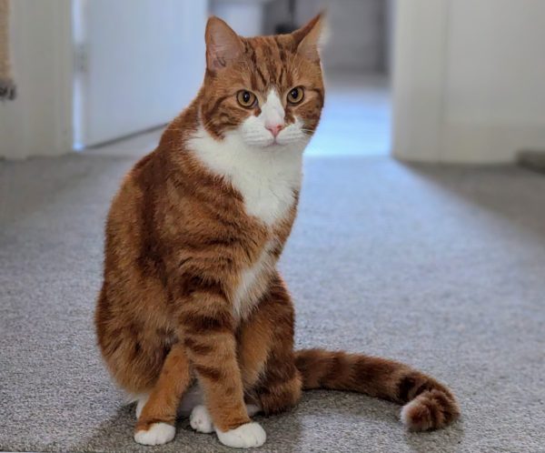 Alex and the Somersault of Happiness - Catster