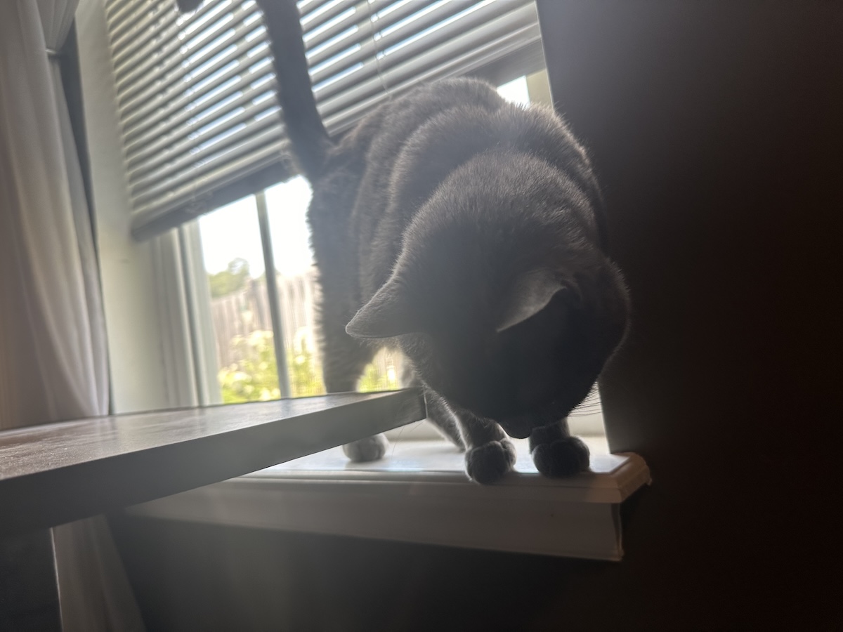 Are Cats Manipulative? Olga’s Manipulation Skills - Catster