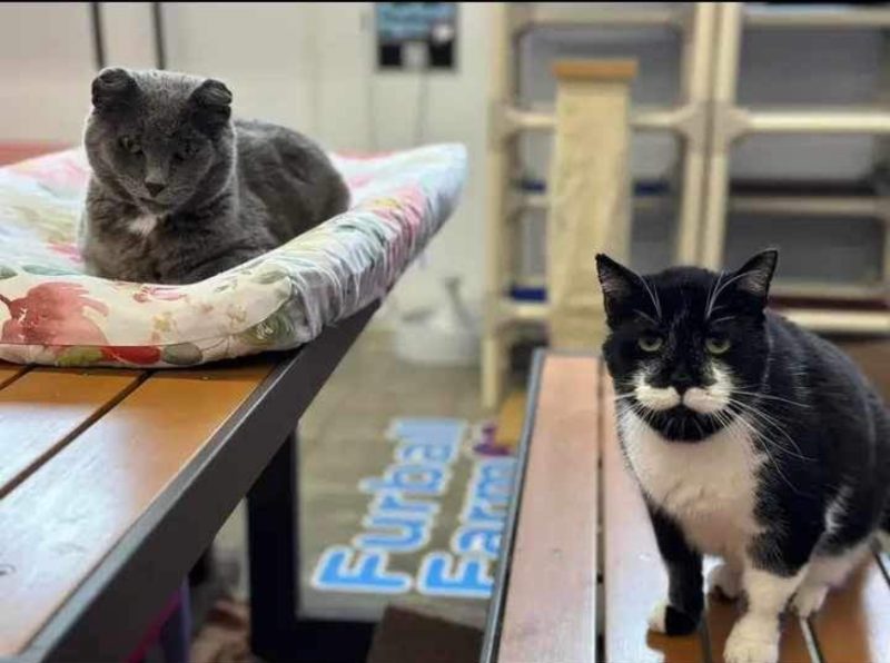 Furball Farm Cat Sanctuary | Heroes of The Pet World - Catster