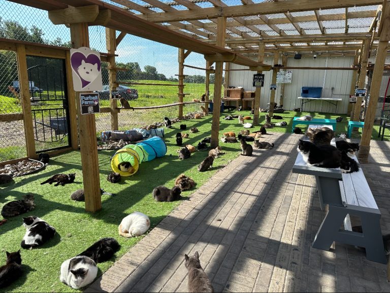Furball Farm Cat Sanctuary | Heroes of The Pet World - Catster