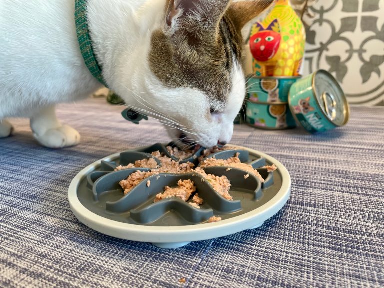 Messy Mutts Messy Cats Interactive Slow Feeder Review 2025: A Detailed ...