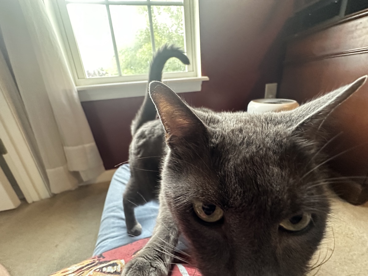 Are Cats Manipulative? Olga’s Manipulation Skills - Catster