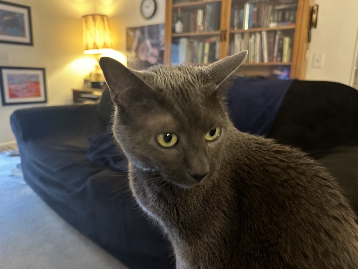 Office Cats: The Pros & Cons of Felines in the Workplace - Catster