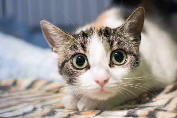 Tremors in Cats: Our Vet Discusses Signs, Causes & Treatment - Catster