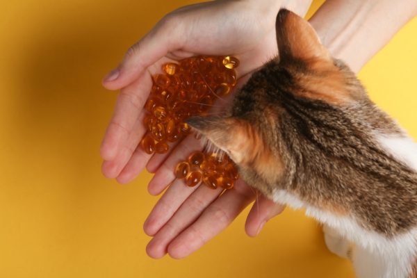 Omega 3 For Cats: Our Vet Discusses Benefits, Diet & Supplementation ...