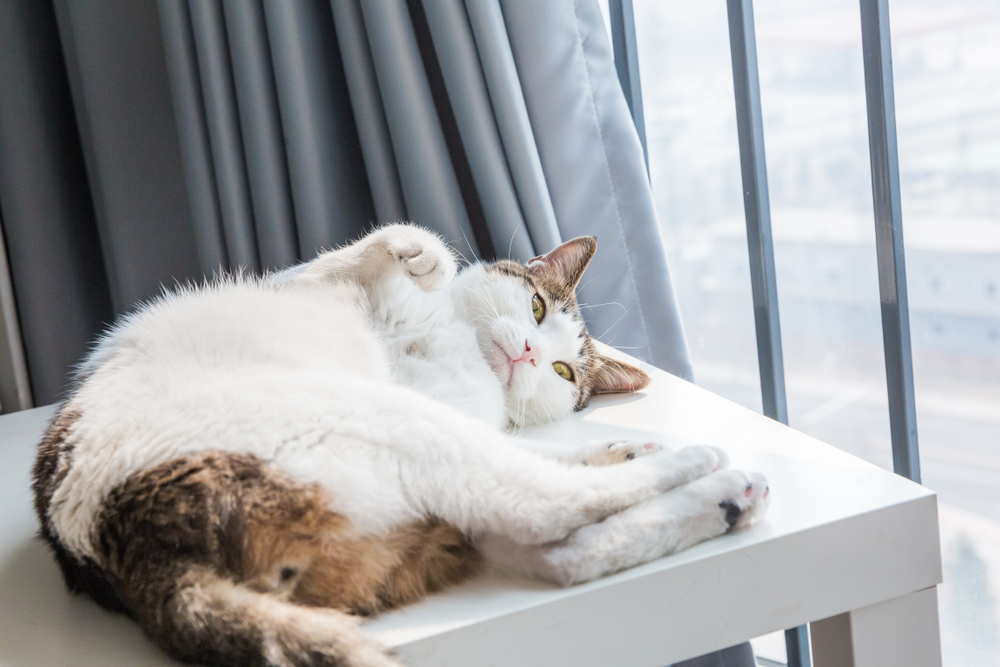 Stomach Cancer in Cats: Our Vet Explains the Causes, Signs & Care - Catster