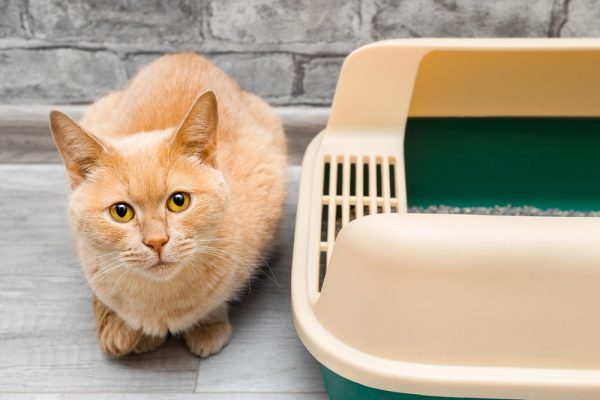 Why Is My Cat Eating Cat Litter? 10 Vet-Reviewed Reasons - Catster