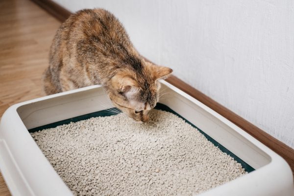 Scented vs Unscented Cat Litter: Our 2026 Comparison, Pros & Cons - Catster